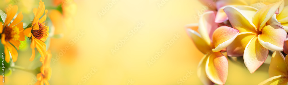 Nature of flower in garden using as cover page background natural flora ...