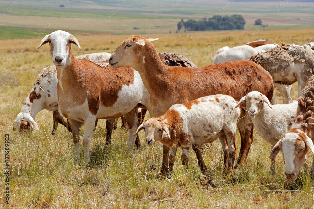 Meatmaster sheep - indigenous sheep breed of South Africa - on rural ...