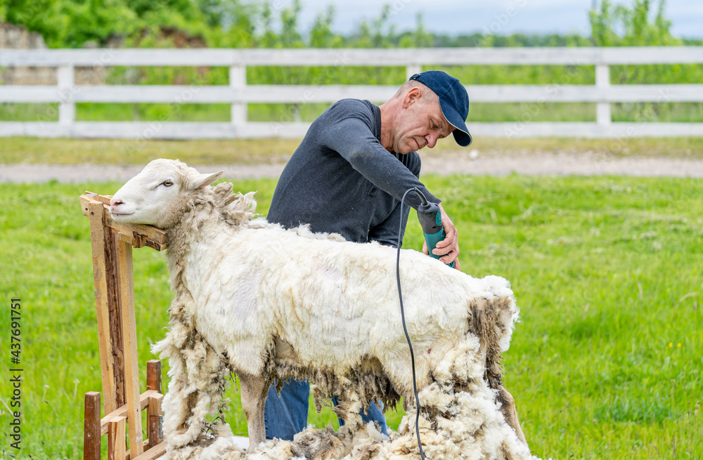 Man working with shearing the wool. Sheep sharp shearer. Stock Photo ...
