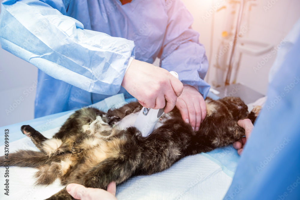 Veterinary surgeon is preparing cat for neutering surgery. Stock Photo ...
