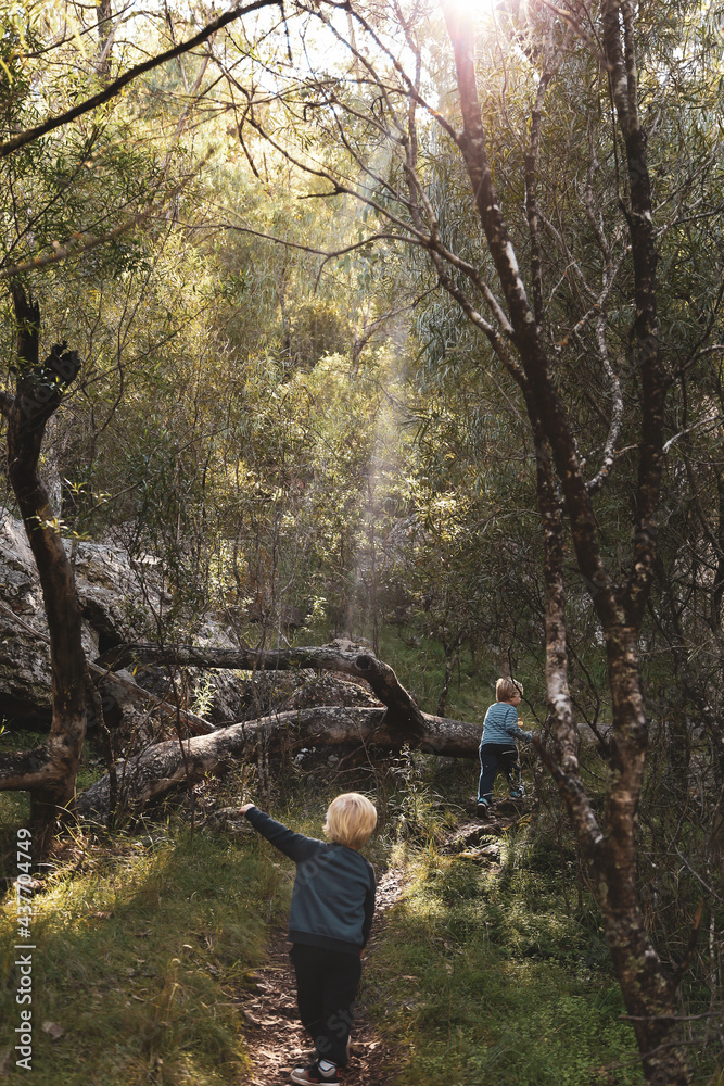 Two little boys bushwalking and exploring on a nature walk adventure in ...