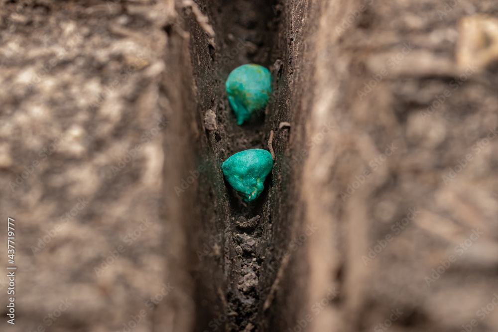 Treated corn seed planted in soil. Precision agriculture, farming and ...