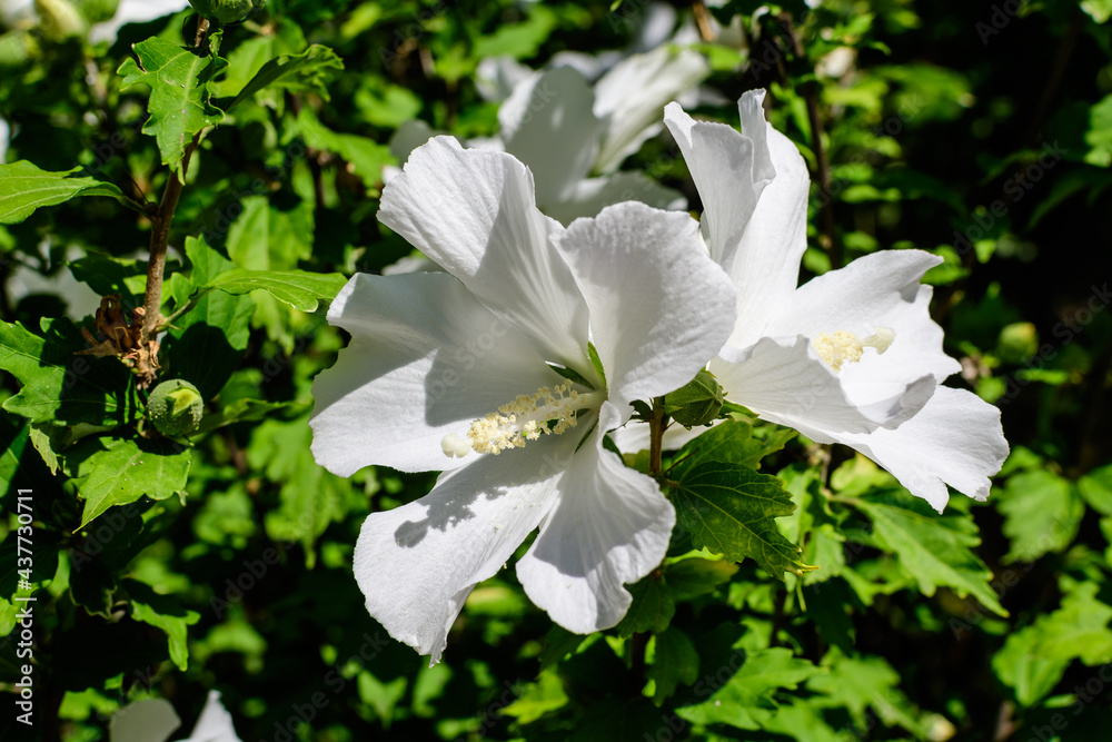 One white flower of hibiscus syriacus plant, commonly known as Korean ...