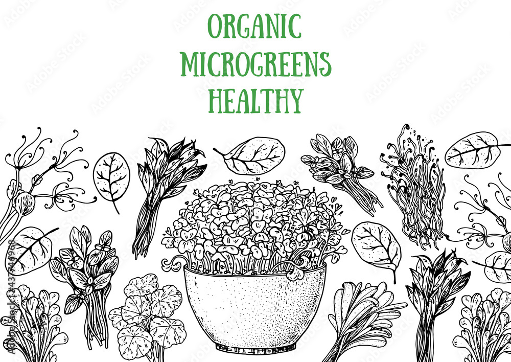 Microgreens hand drawn vector illustration. Organic healthy food ...