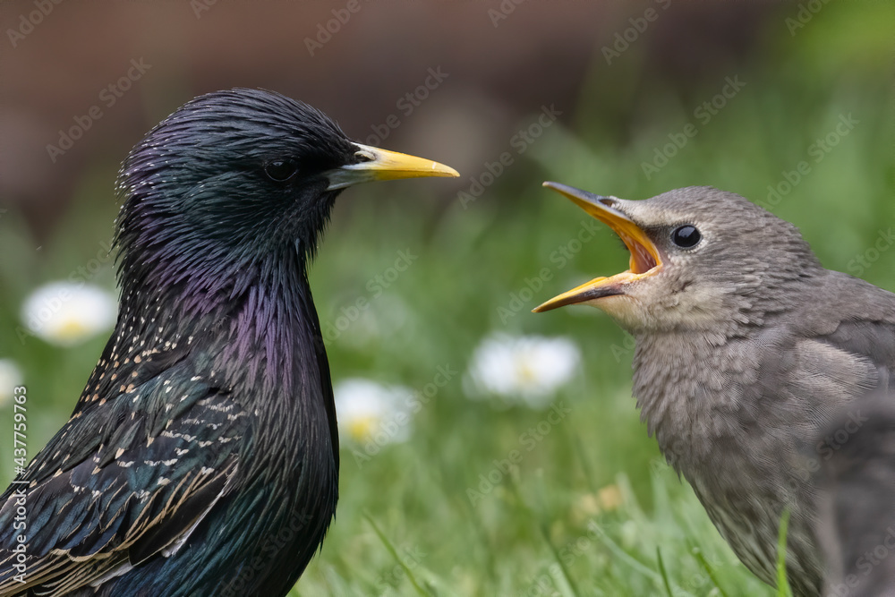 Head and shoulders partial view of mother starling facing hungry baby ...
