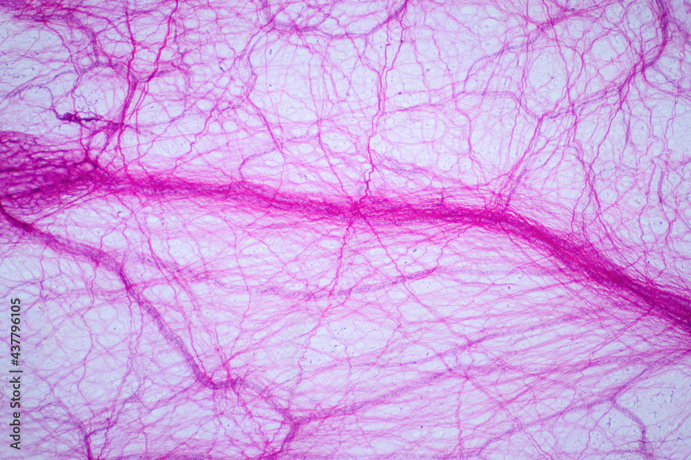 Dense Regular Tissue Under Microscope