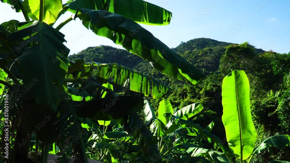 Banana Grove in Vietnam. Sunny day. Sun rays through the leaves of ...