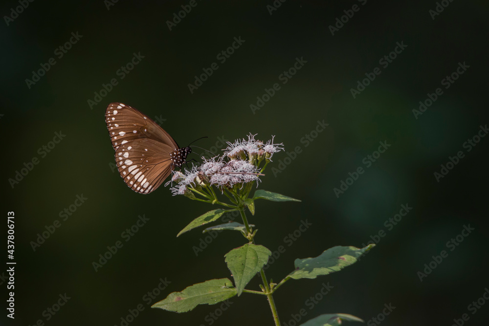 Common Indian Crow Butterfly resting on a flower, side view in a ...