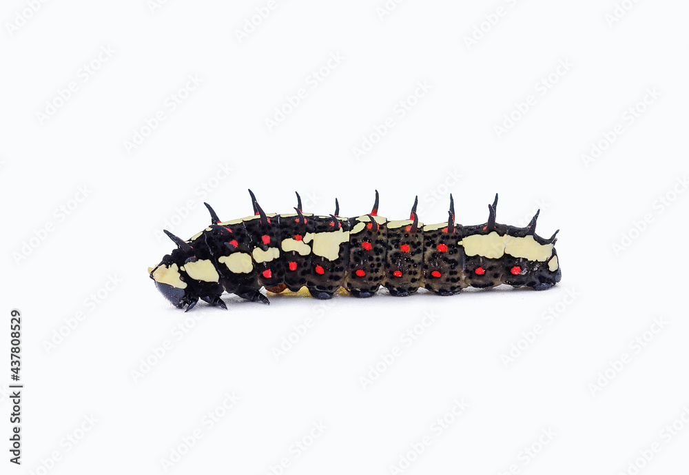 Monarch butterfly caterpillar isolated on white background Stock Photo ...
