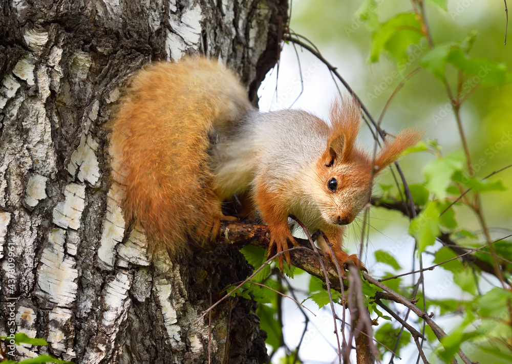 Squirrels in spring in Siberia. A squirrel sits in the branches of a ...