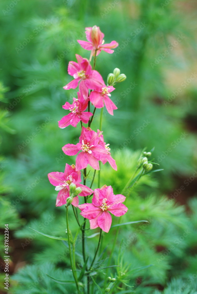Pink Bellflower, Campanula latifolia L. annual, biennial, perennial ...