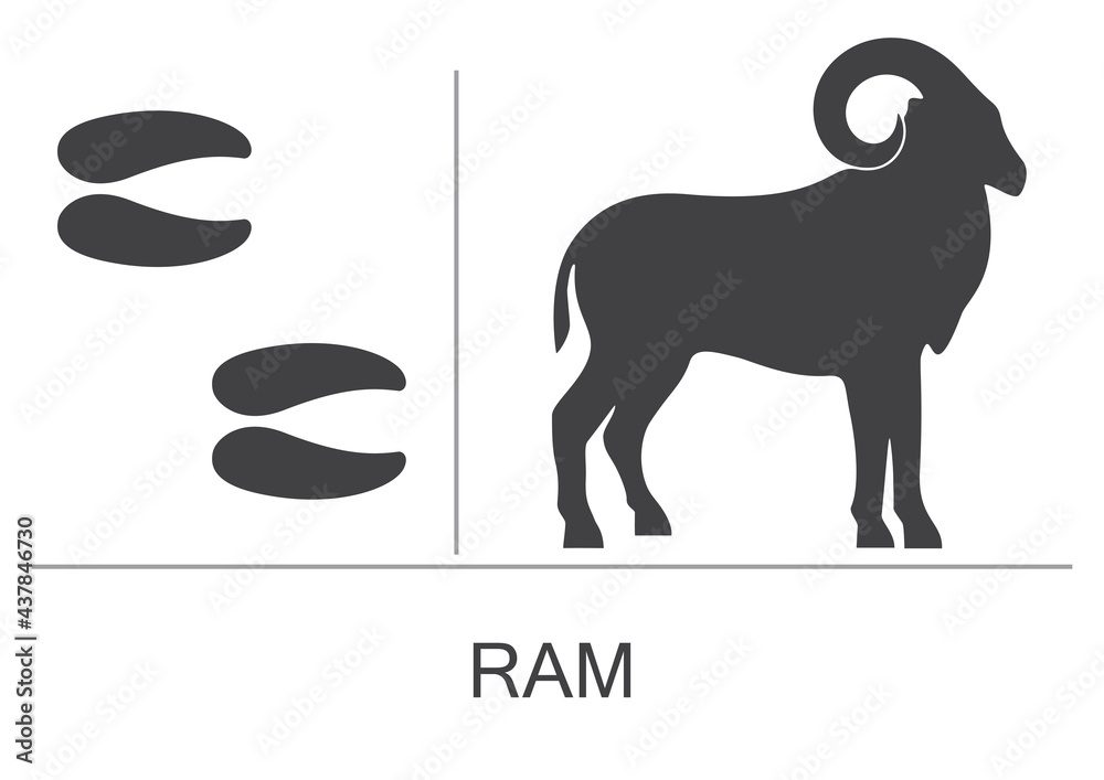 Ram silhouette and footprints. Vector illustration on a white ...