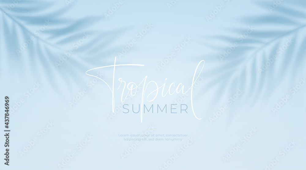 Realistic transparent shadow from a leaf of a palm tree on the blue ...