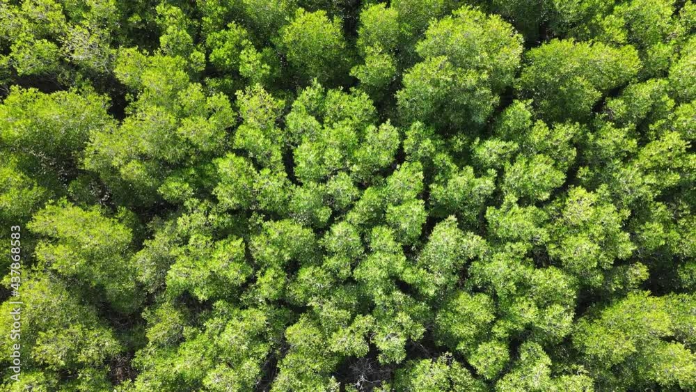 Mangrove forest aerial top view. Drone rise up above texture in nature ...