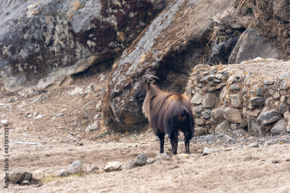 Himalayan Mountain Goat