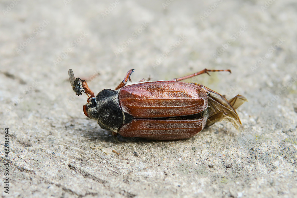 Dead beetle and fly in the garden Stock Photo | Adobe Stock