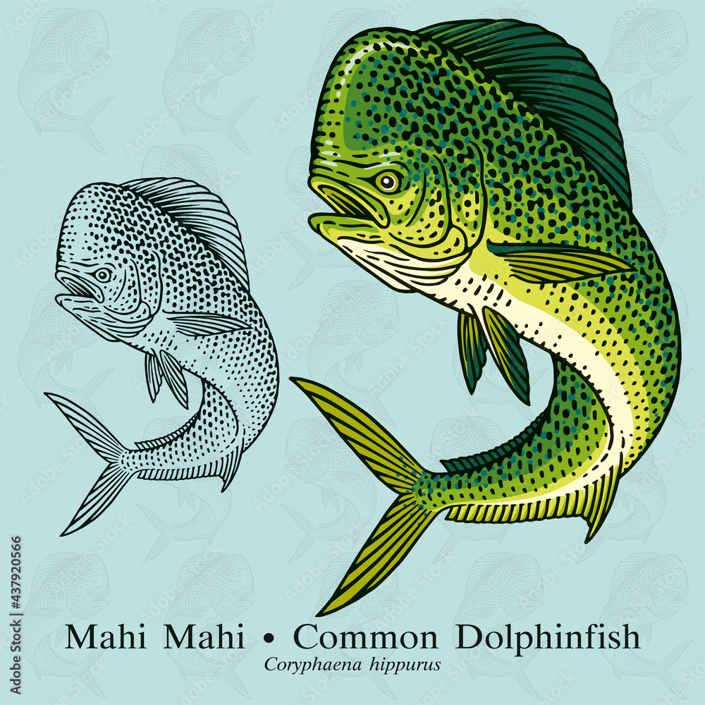 Common Dolphinfish, Mahi Mahi. Vector illustration with refined details ...
