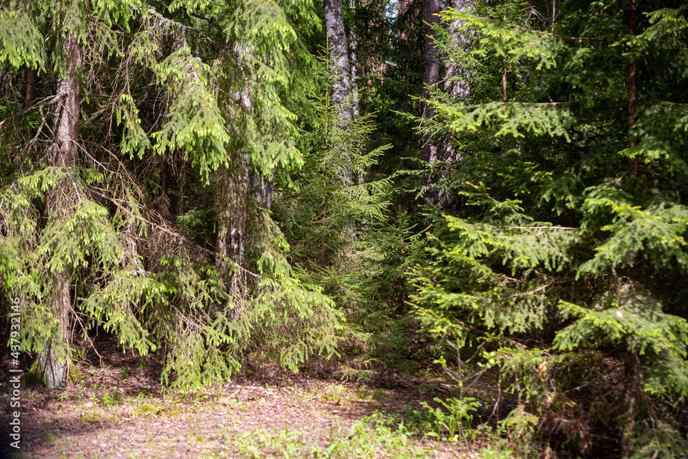 green forest lush with leaves, foliage and bush texture in summer ...