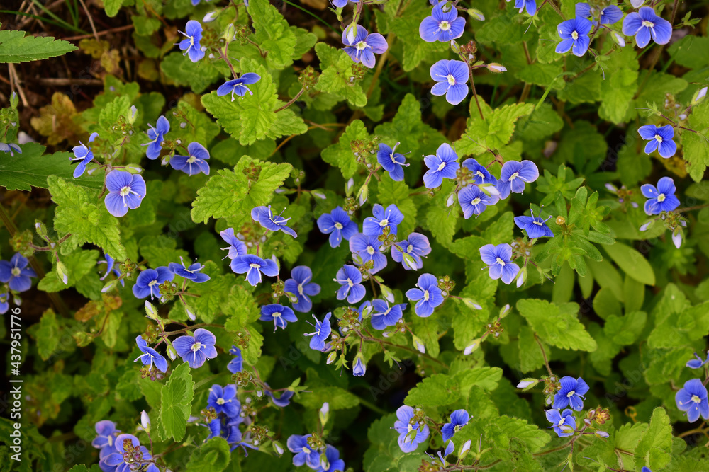 Gamander Ehrenpreis, Veronica chamaedrys, viele Blüten auf der Wiese ...