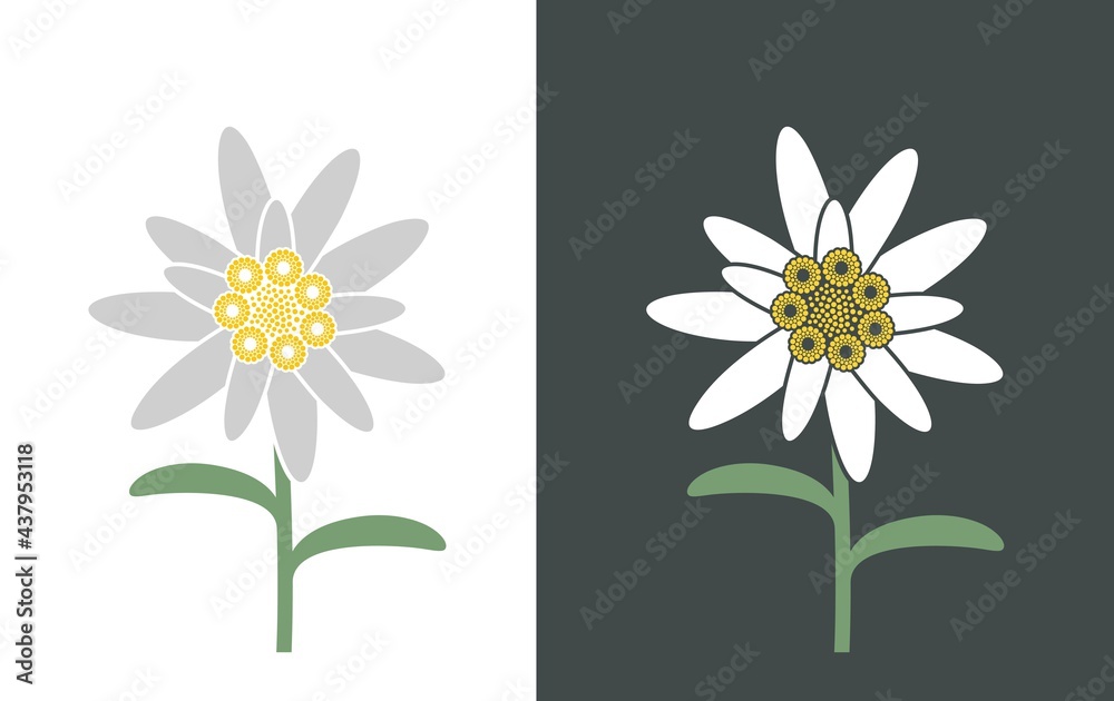 Edelweiss logo. Isolated edelweiss on white background Stock Vector ...