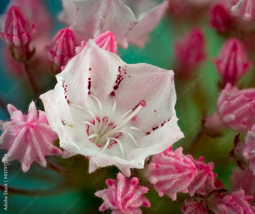 Macro view of blooming flower of mountain laurel (Kalmia latifolia ...