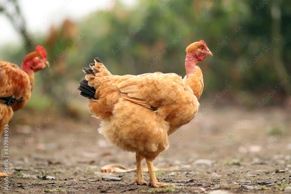 gallina sin pluma en el cuello, gallina gorda, gallina de granja ...
