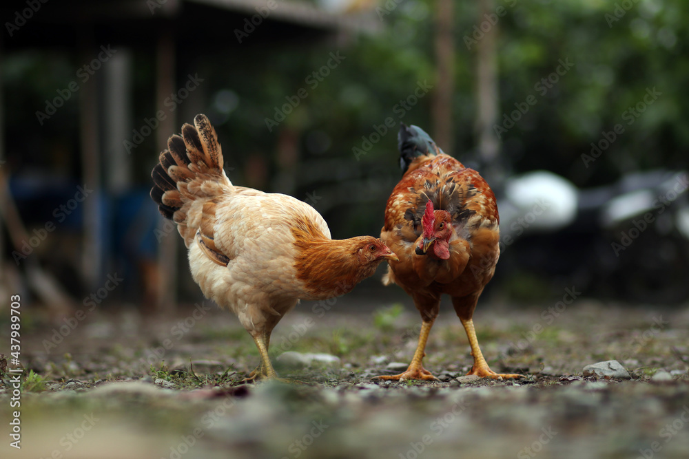 gallinas de campo, gallinas criollas country chickens, Creole chickens ...