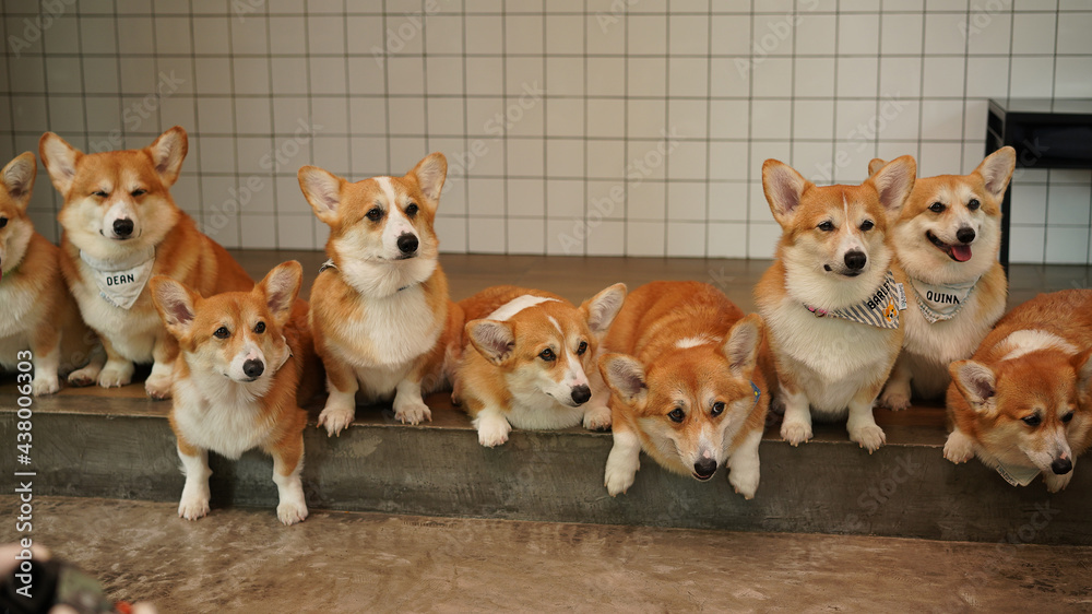 Corgi in modern house. Pembroke Welsh Corgi, originated in ...