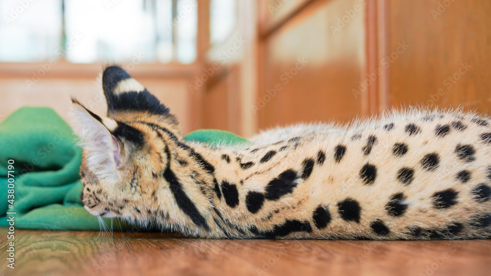 Serval cat, African native cat in North Africa and the Sahel, Saharan ...