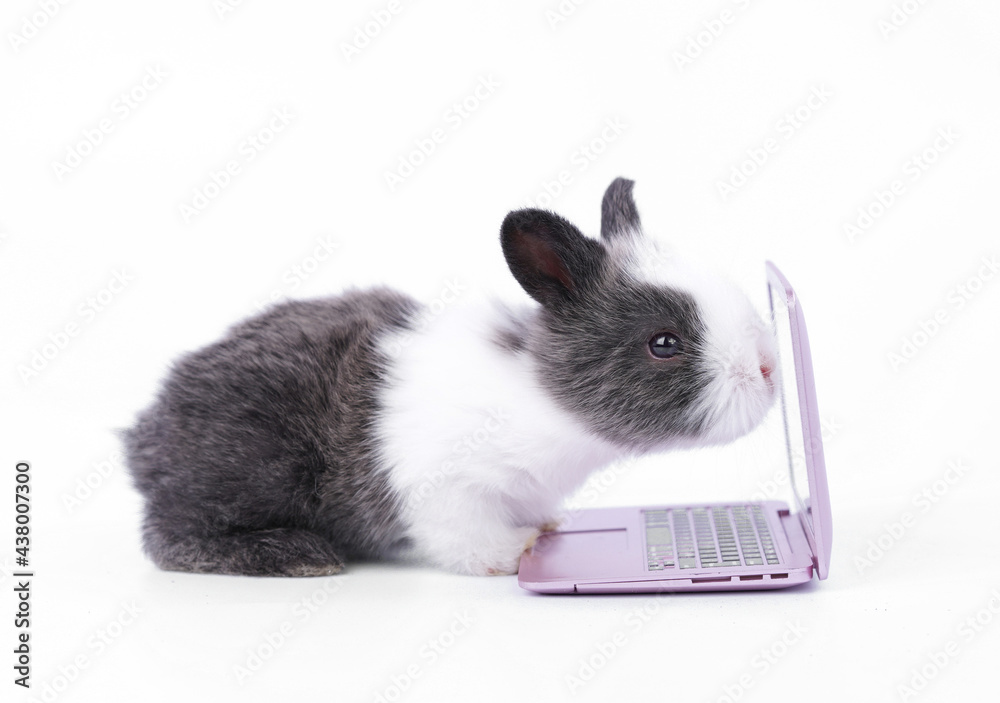 Young kid rabbit operate laptop. Little bunny stare to compute's screen ...