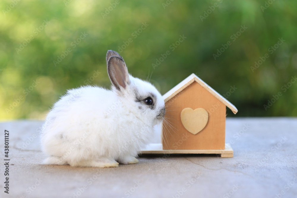Young baby rabbit is on wood with green bokeh nature background ...