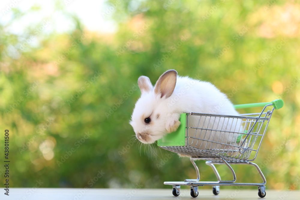 Lovely young baby rabbit with shoppng cart for pet, is on wood with ...