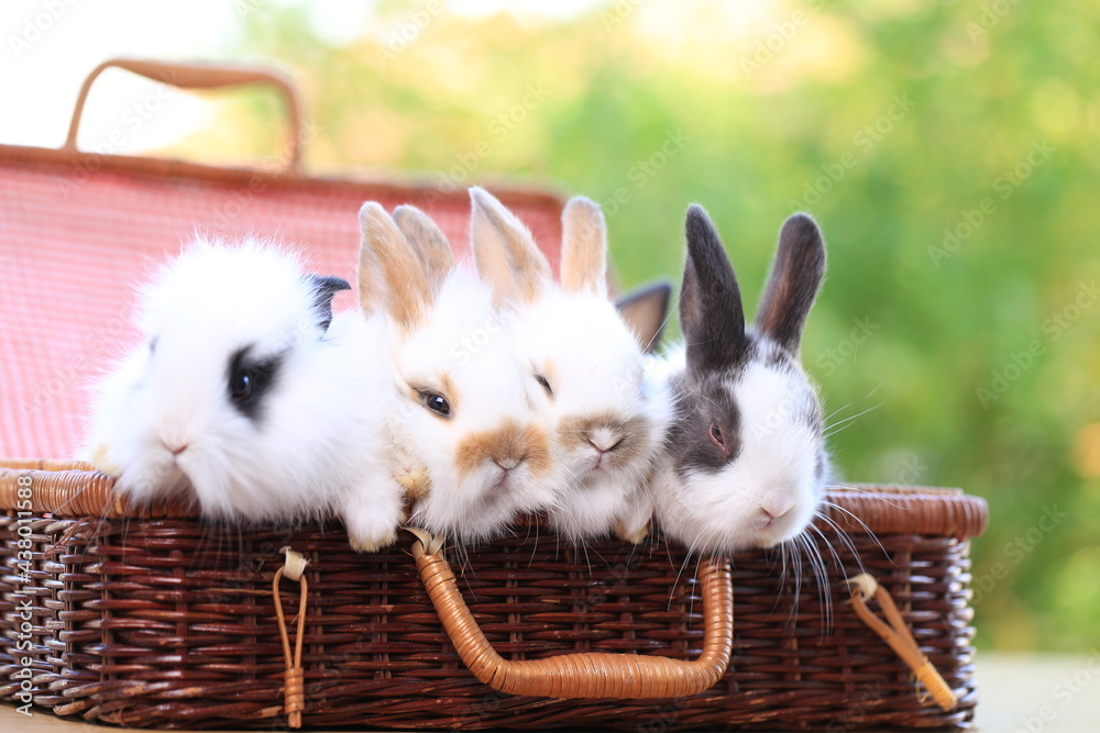 Young baby rabbit is on wood with green bokeh nature background ...