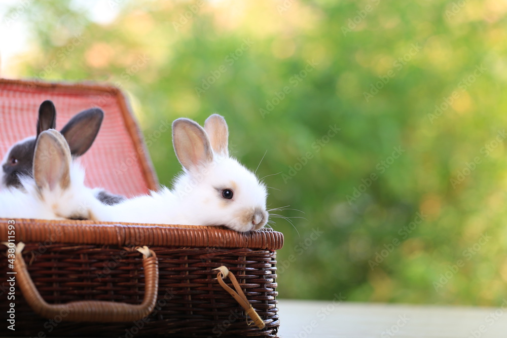 Young baby rabbit is on wood with green bokeh nature background ...