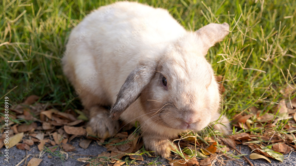 Rabbit in green field and farm way. Lovely and lively bunny in nature ...