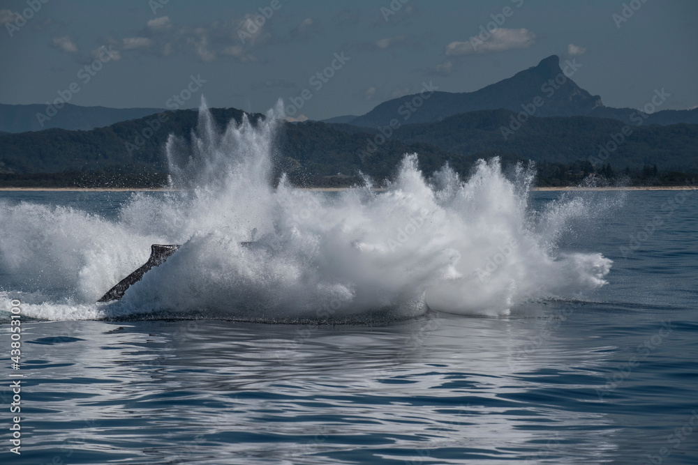 Foto de Humpback whale breaching out of water along the east coast of ...