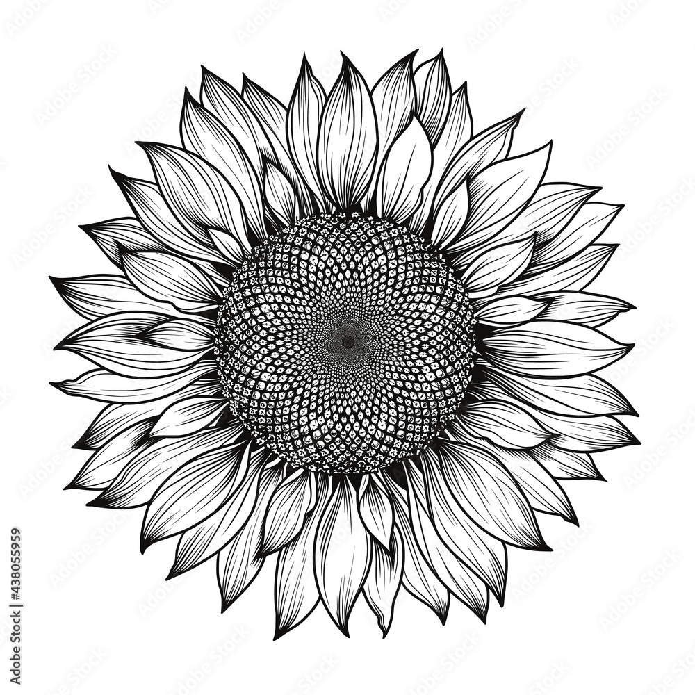 Vecteur Stock Sunflower flower vector black and white graphics isolated ...