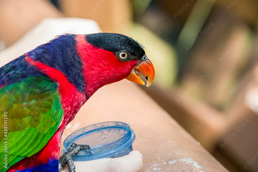 Foto de The purple-naped lory (Lorius domicella) is a species of parrot ...