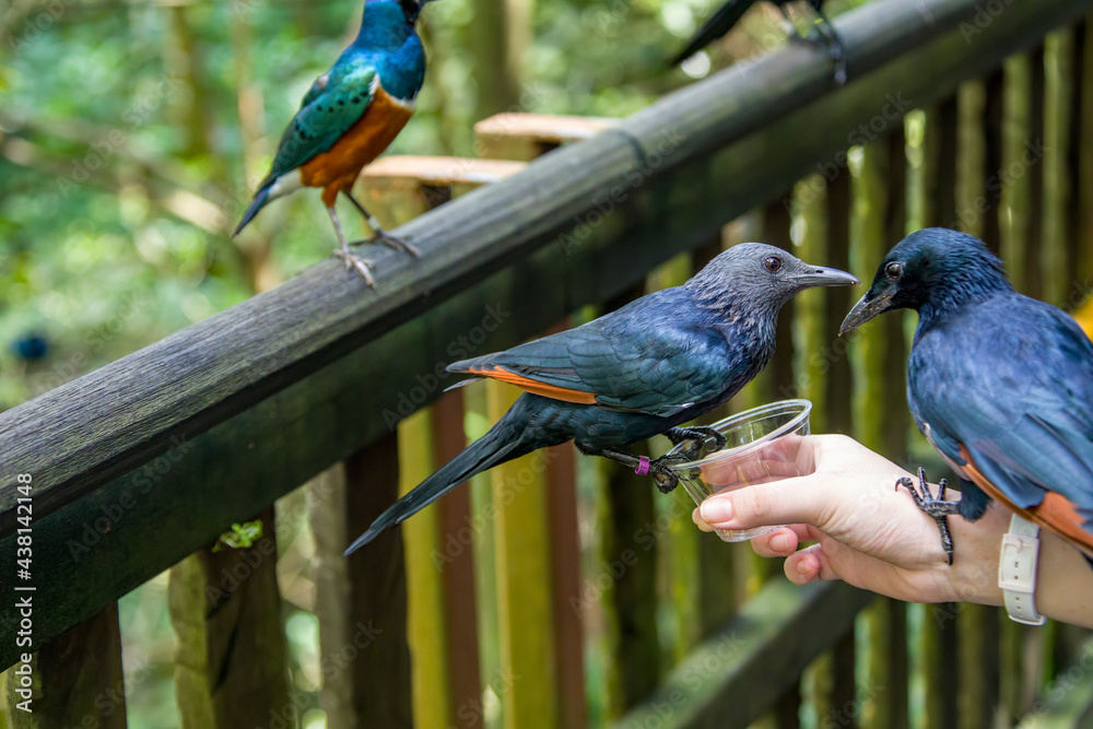 A female Red-winged starling closeup image. A bird of the starling ...