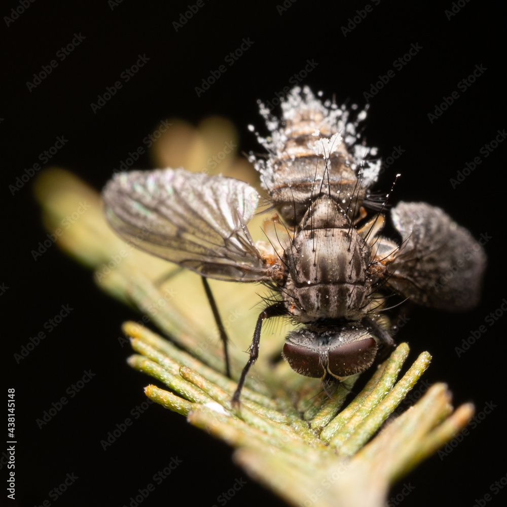 Fly with fungus. Ophiocordyceps unilateralis Stock Photo | Adobe Stock