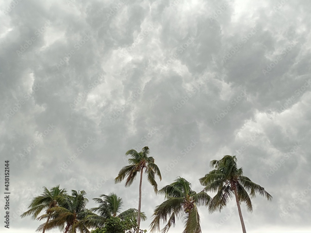 windy trees under cloudy sky Stock Photo | Adobe Stock