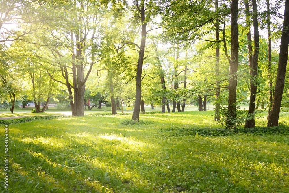 Pathway (alley) in a green deciduous forest park on a sunny spring day ...