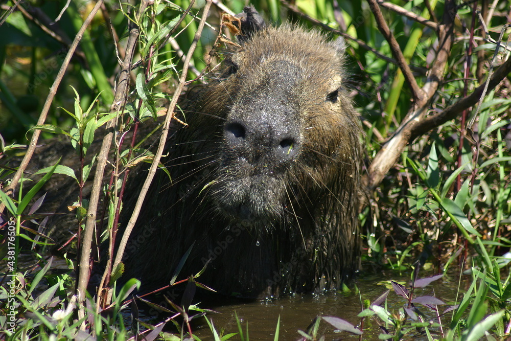 The capybara is a giant cavy rodent native to South America. Stock ...