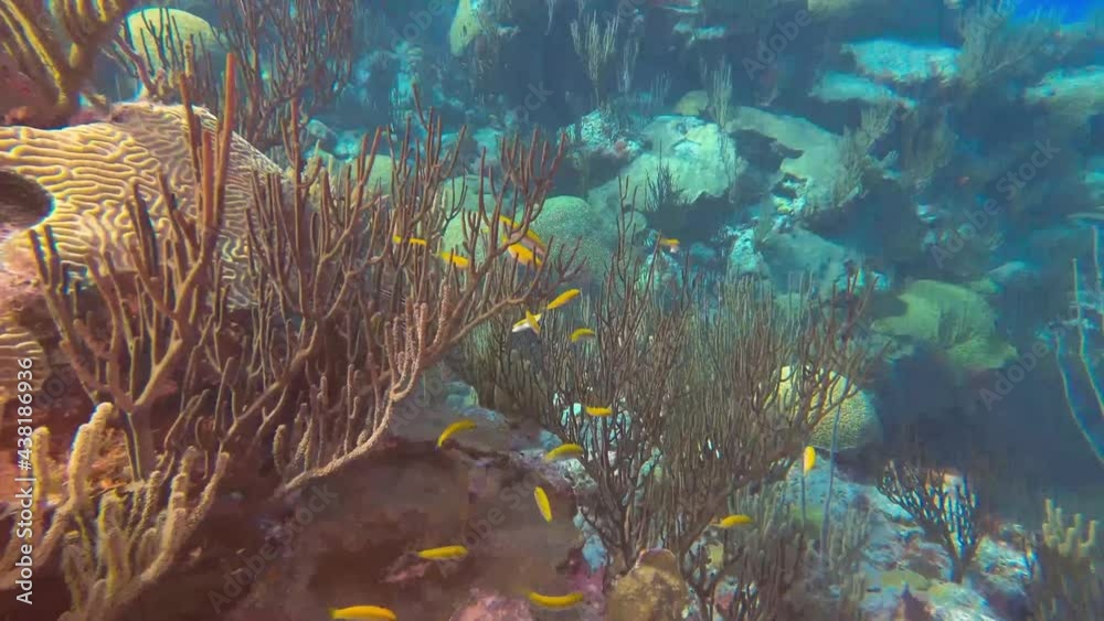 Juvenile yellow Wrasse in the very early yellow phase. The Juvenile ...