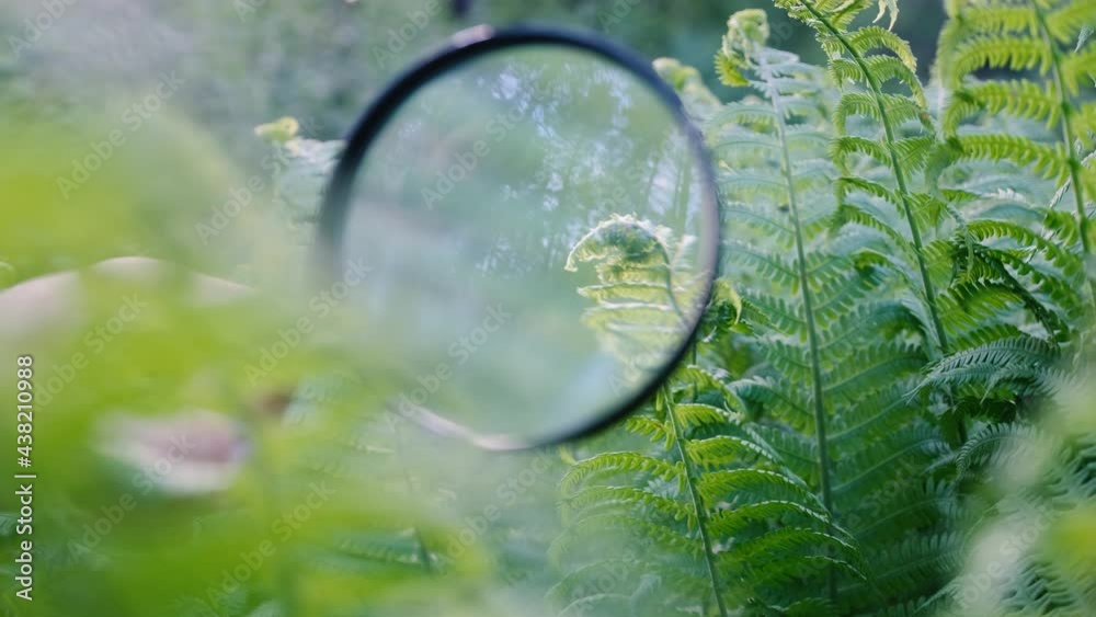 The biologist's male hand uses a magnifying glass to see the details of ...