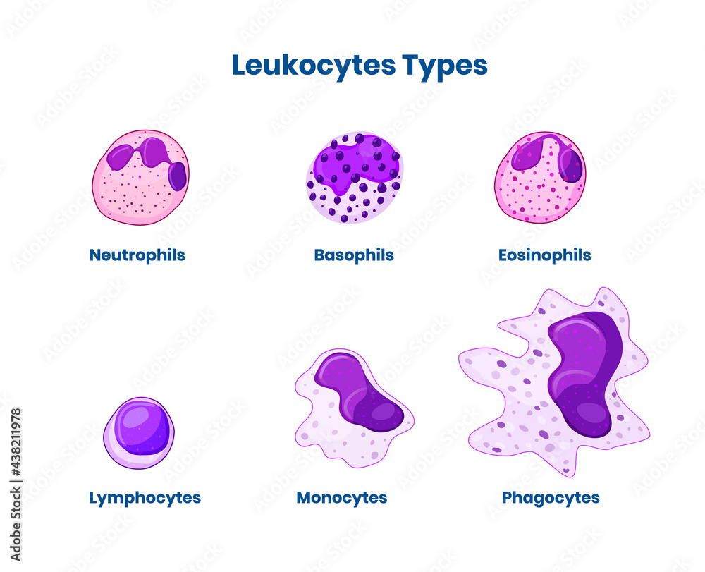 Types of the white blood cells. Leucocyte types Stock Vector | Adobe Stock