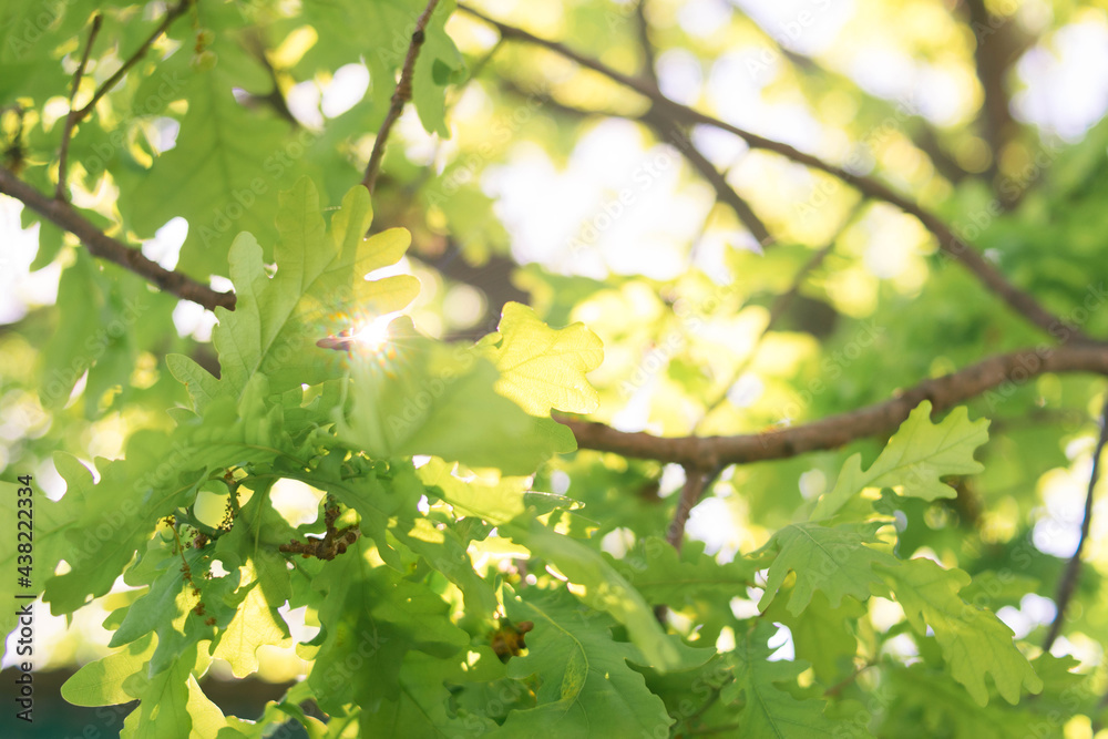 Oak leaves. Sun ray. Oak. Oak foliage. The light of the sun shines ...