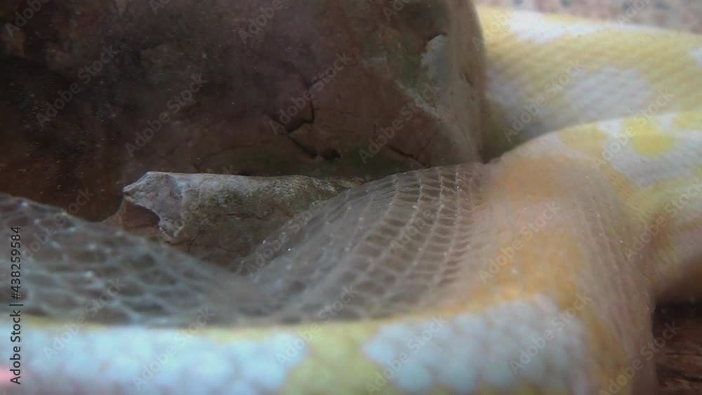 The albino royal yellow python changes skin. The Pythonidae is a family ...