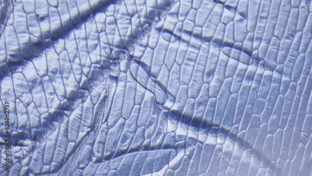 Thin section of a plant under a microscope. Biochemical analysis of ...