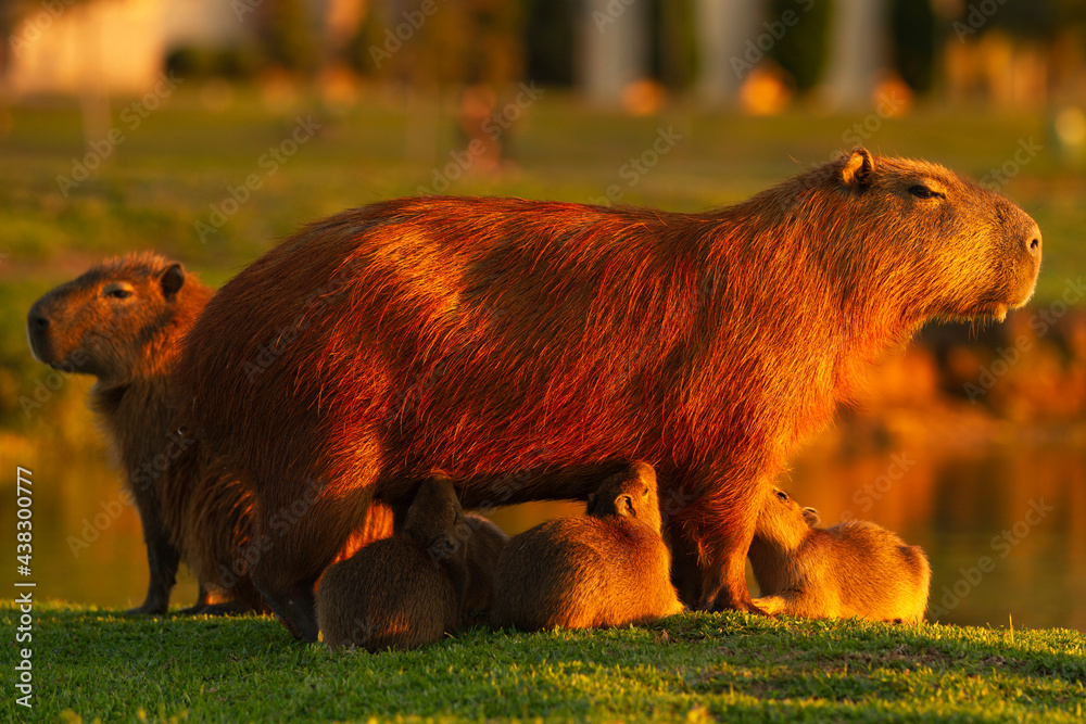 Capybara breastfeeding her young in the barigui park in Curitiba. Stock ...